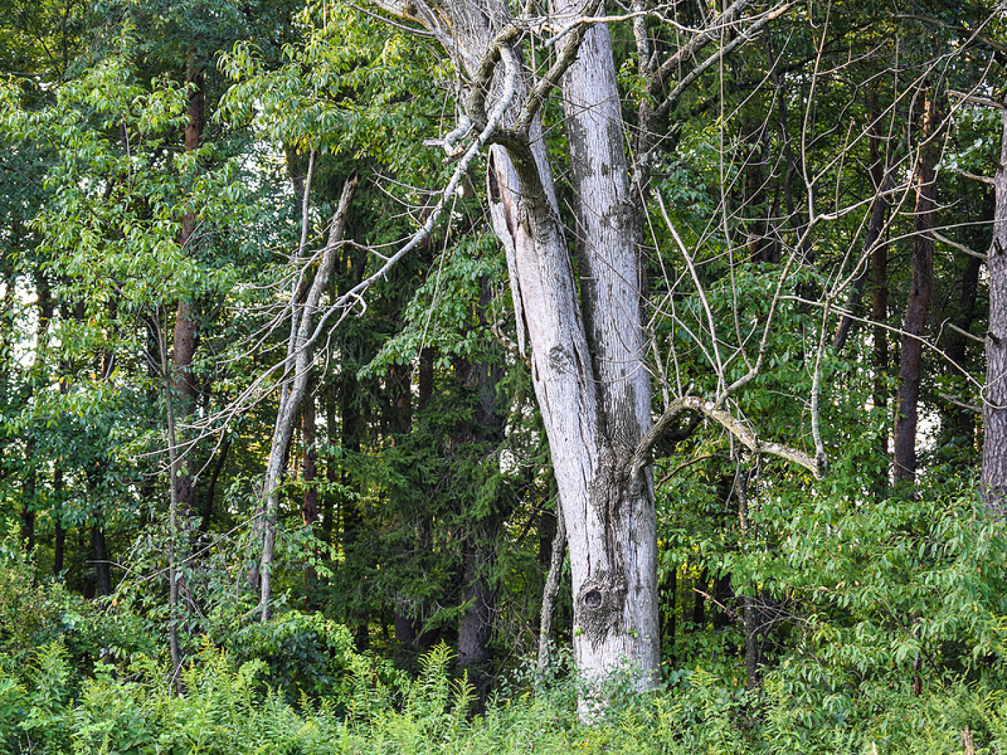 Invasive Insect Control; Pest Damage Tree Service | Rosemount, St Paul ...